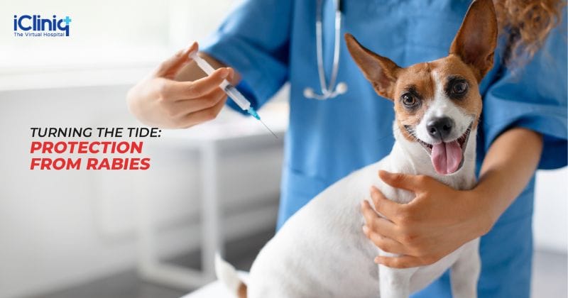Curious About Rabies Prevention?